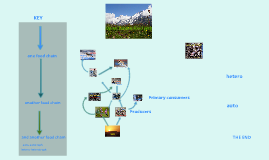 Alpine Biome Food Web by George Moore on Prezi