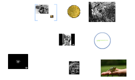 "Born Worker" by Gary Soto by Shari Kalm on Prezi