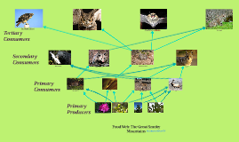 Food Web: The Great Smoky Mountains by Lauren Baker on Prezi