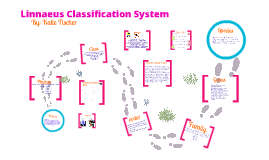 7 levels of Classification by Katie Fischer on Prezi