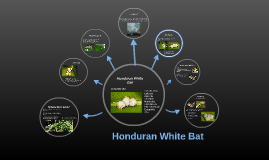 Honduran White Bat by Alexandrea Lee on Prezi