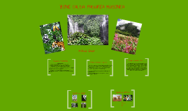 ZONA CALDA: Padurea musonica by Gradinariu Laura on Prezi