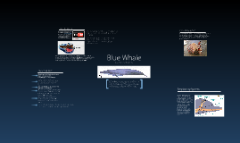 Blue Whale Anatomy by Marisa Ottens on Prezi
