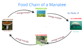 Food Chain of a Manatee by hayley dougherty on Prezi
