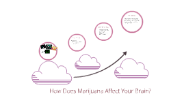 How Does Marijuana Affect Your Brain? by sydney malcolm on Prezi
