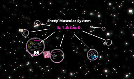 Sheep Muscular System by Katie Coughlin on Prezi