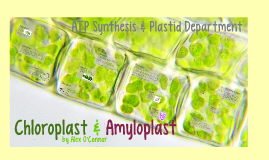 Chloroplast & Amyloplast by Alex O'Connor on Prezi