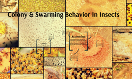 Colony & Swarming Behavior In Insects by delilah n on Prezi