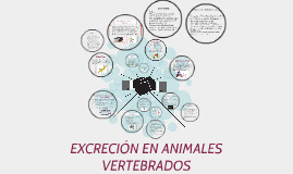 Excreción en animales vertebrados by Lusi Torres on Prezi