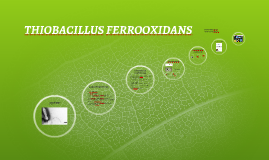 THIOBACILLUS FERROOXIDANS by Eliana Reina on Prezi