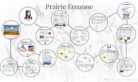 Prairie Ecozone by E T on Prezi