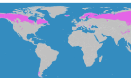 Clima subpolar by cristiana ferreira on Prezi