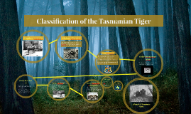 Classification of the Tasmanian Tiger by Nicholas Balda on Prezi