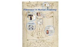 Fibonacci In Human Anatomy by Lina Clifford on Prezi