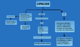 lipolisis by Emmanuel Grimaldo on Prezi