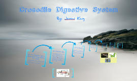 Digestive System of a Crocodile by Keegan Mann on Prezi