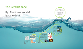 The Benthic Zone by on Prezi