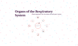 Levels of organization in the respiratory system by Darrin Desylva on Prezi