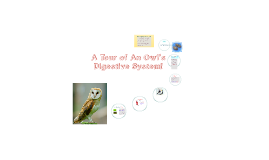 A Tour of an Owl's Digestive System by on Prezi