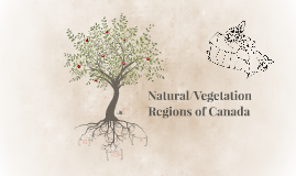 Natural/Vegetation Regions of Canada by Mike Lansdorp on Prezi