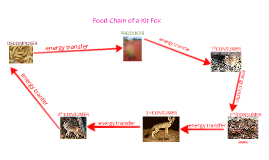 Food Chain of a Kit Fox by kathryn lancaster on Prezi