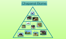 Chaparral Food Web by Kelly Du on Prezi