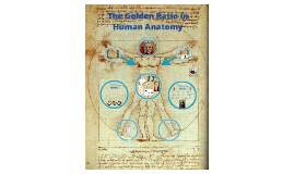 Golden Ratio and Human Anatomy by Bobby Lussier on Prezi